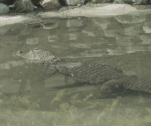 Dora Sena – Monterrey Film Festival